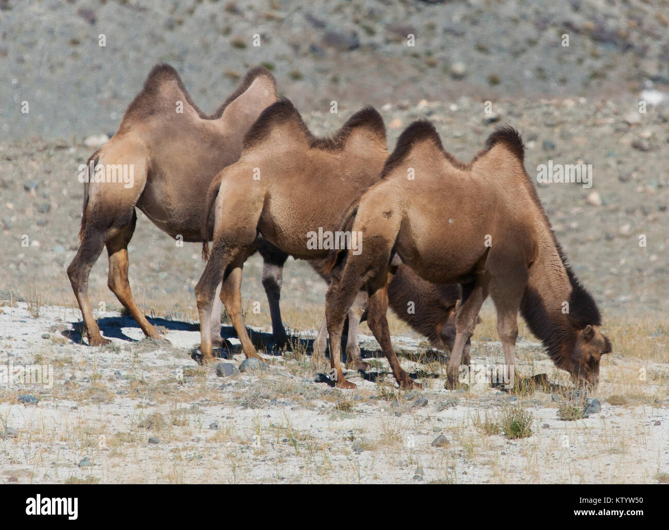Bactrian camels on the background of mountains Stock Photo - Alamy