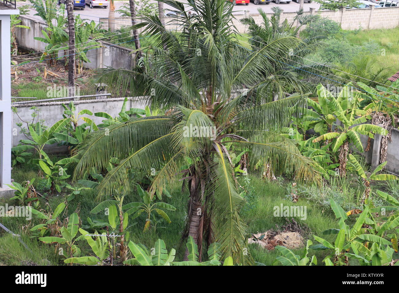 Beautiful shot farm trees hi-res stock photography and images - Alamy