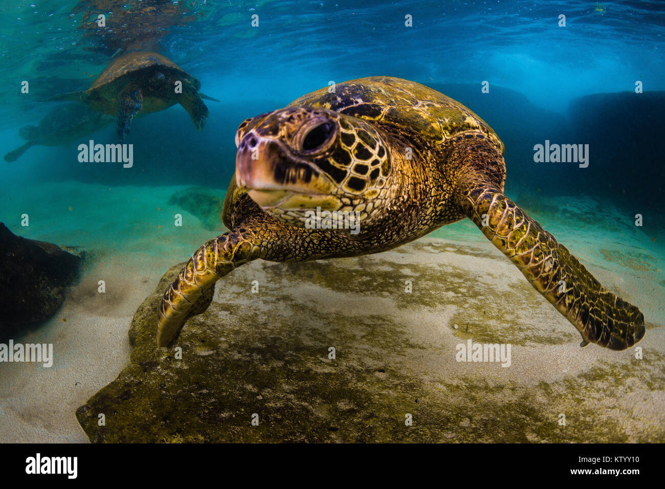 Hawaiian Green Sea Turtle swimming underwater Stock Photo - Alamy