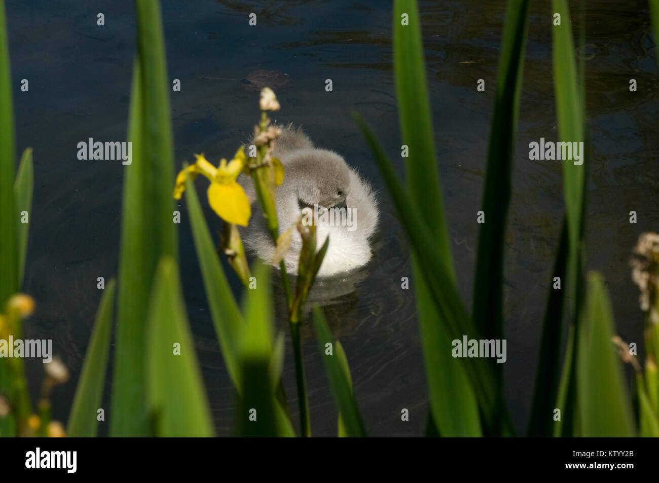 Signet swan among yellow irises Stock Photo - Alamy
