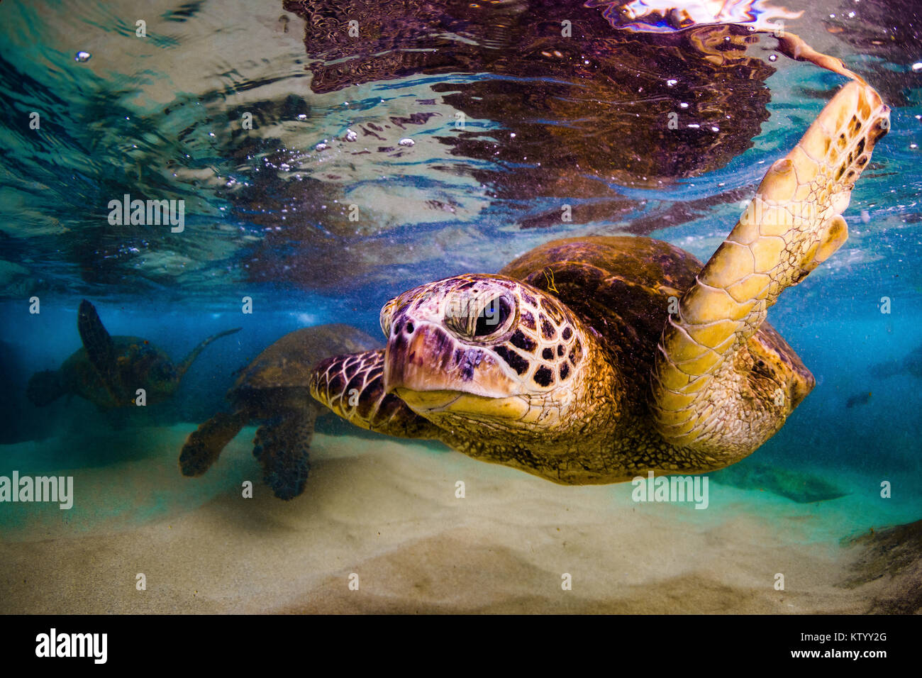 Hawaiian Green Sea Turtle swimming underwater Stock Photo - Alamy