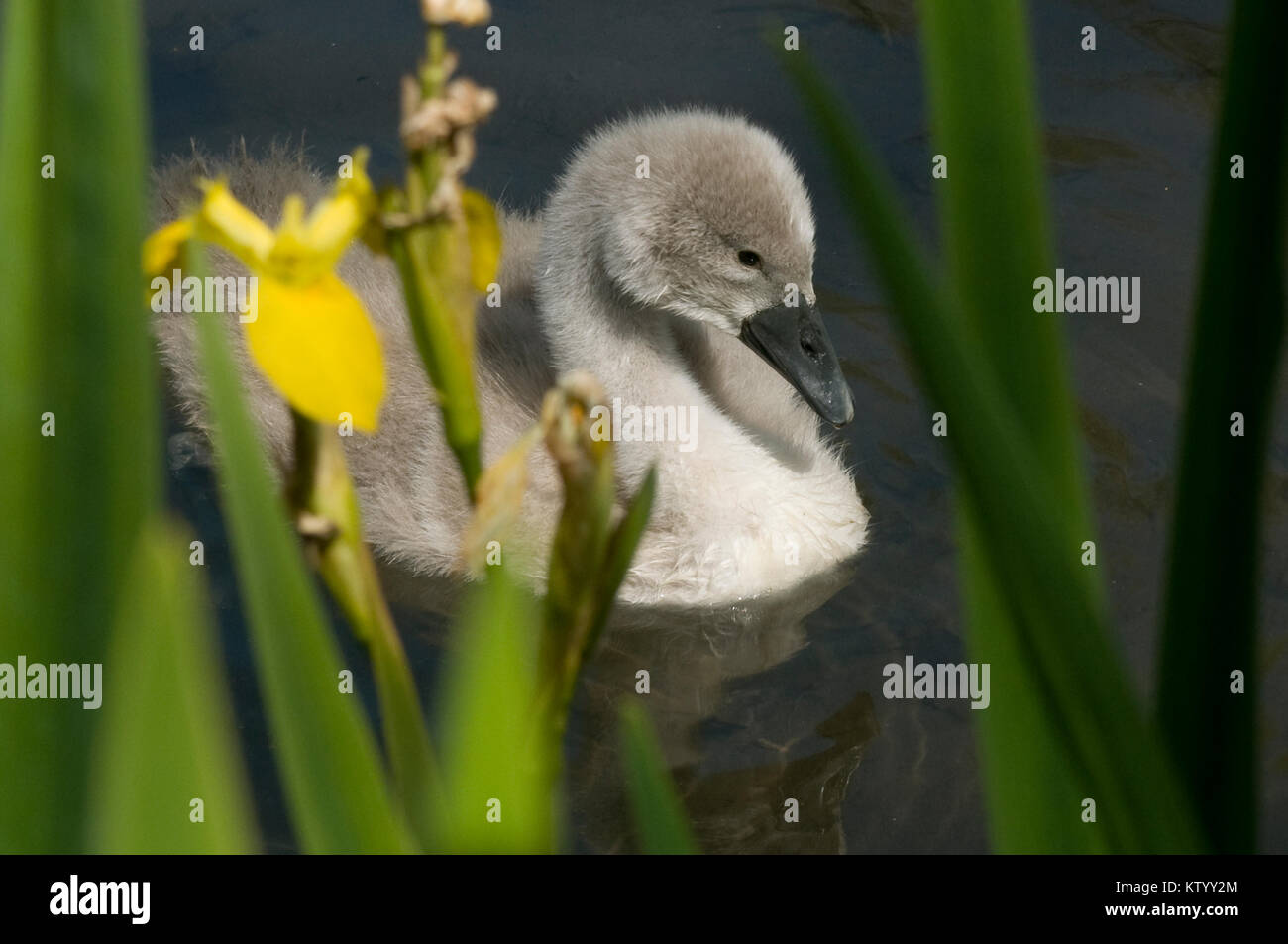 Signet swan among yellow irises Stock Photo - Alamy