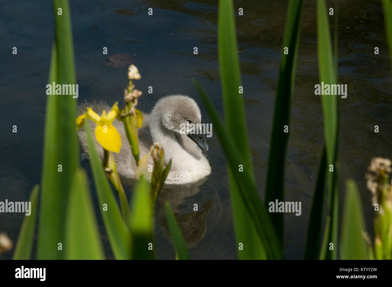 Signet swan among yellow irises Stock Photo - Alamy
