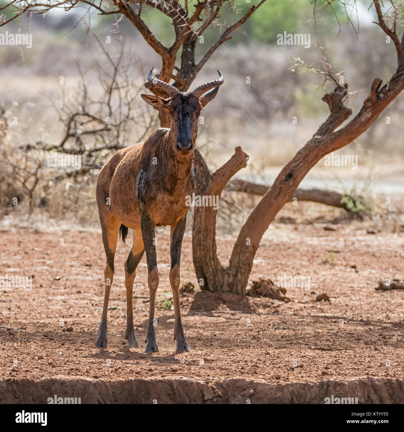 Portrait of a Tsessebe antelope that has had a red mudbath Stock Photo ...