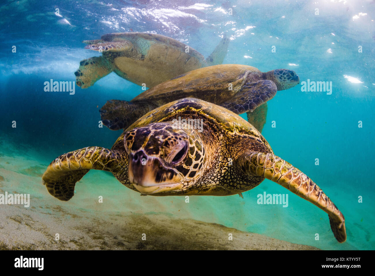 Hawaiian Green Sea Turtle swimming underwater Stock Photo - Alamy