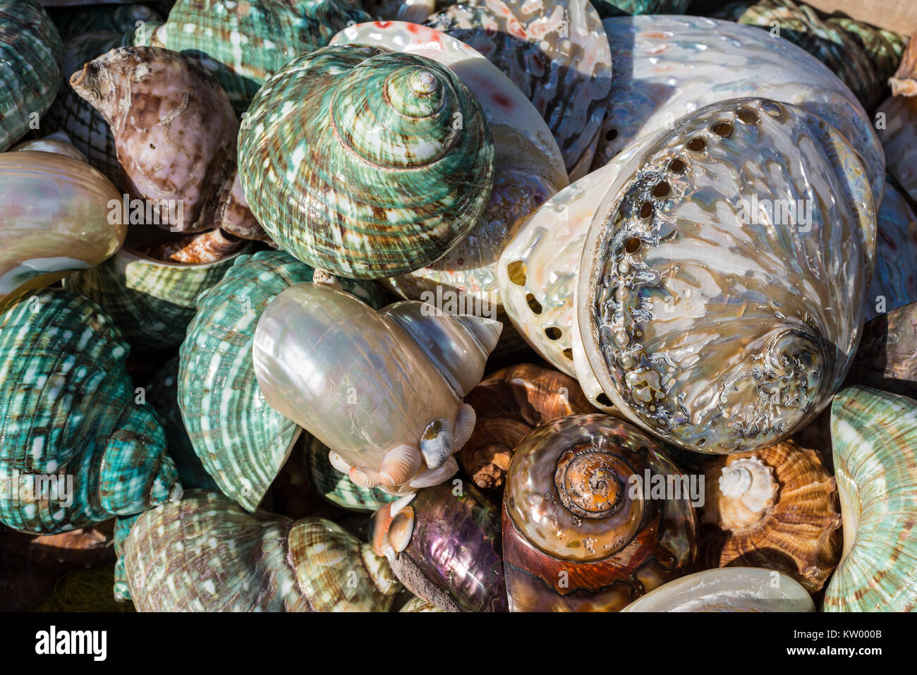 Seashell background, lots of different seashells piled together Stock ...