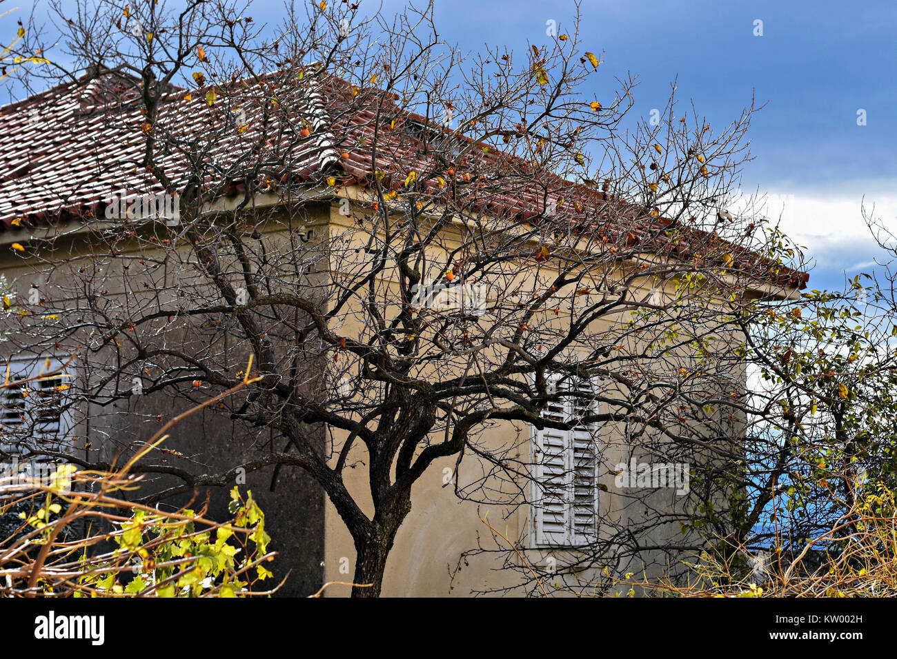 House of the big tree trees hi-res stock photography and images - Alamy