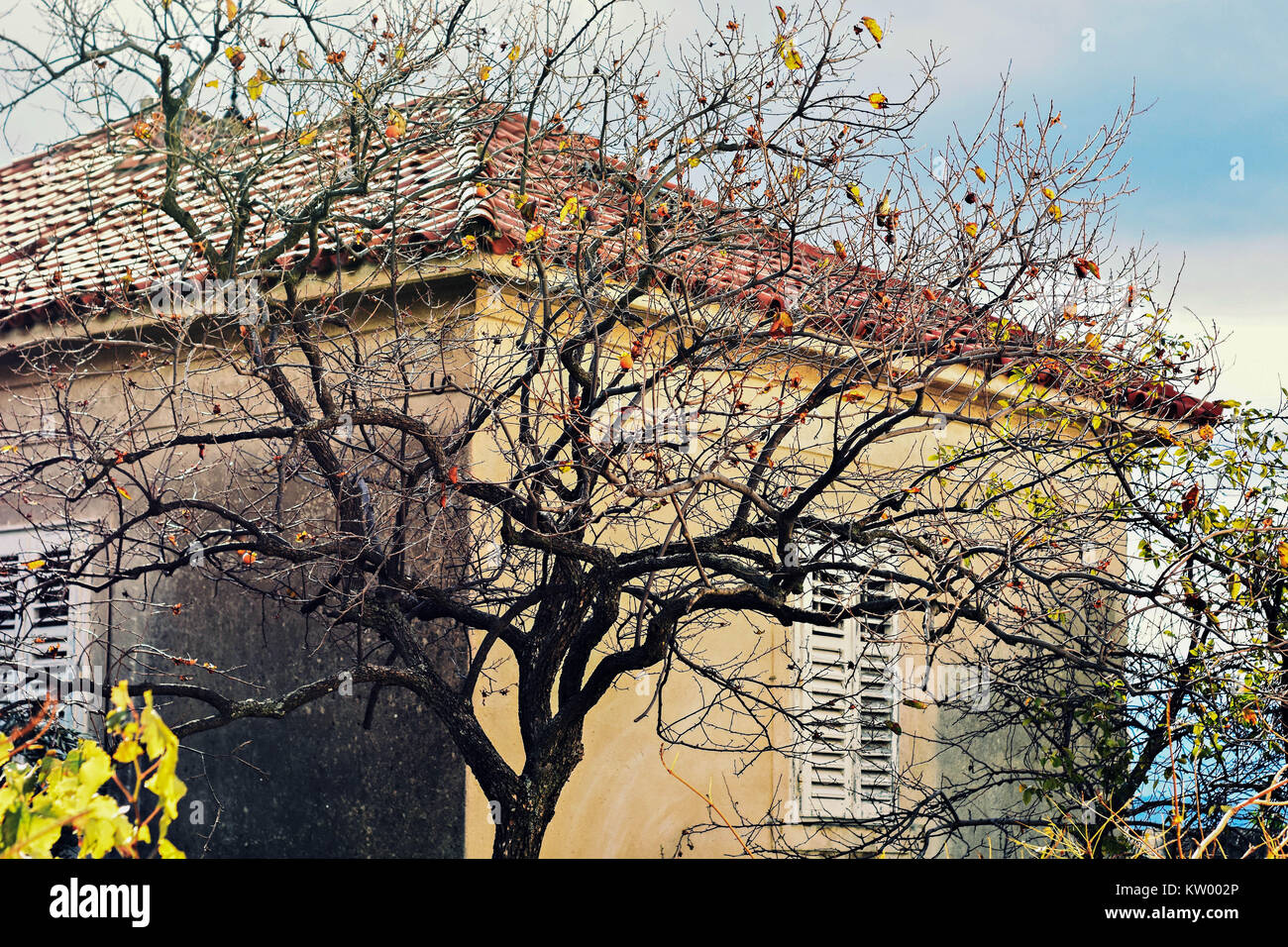House of the big tree trees hi-res stock photography and images - Alamy