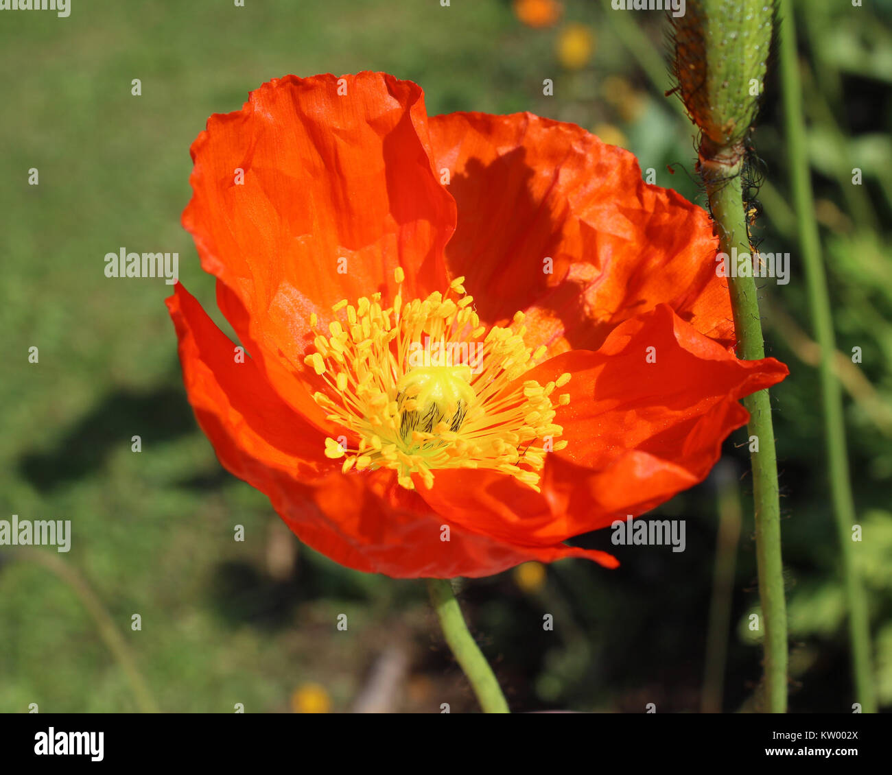 A vibrantly coloured single orange poppy in a natural outdoor setting ...