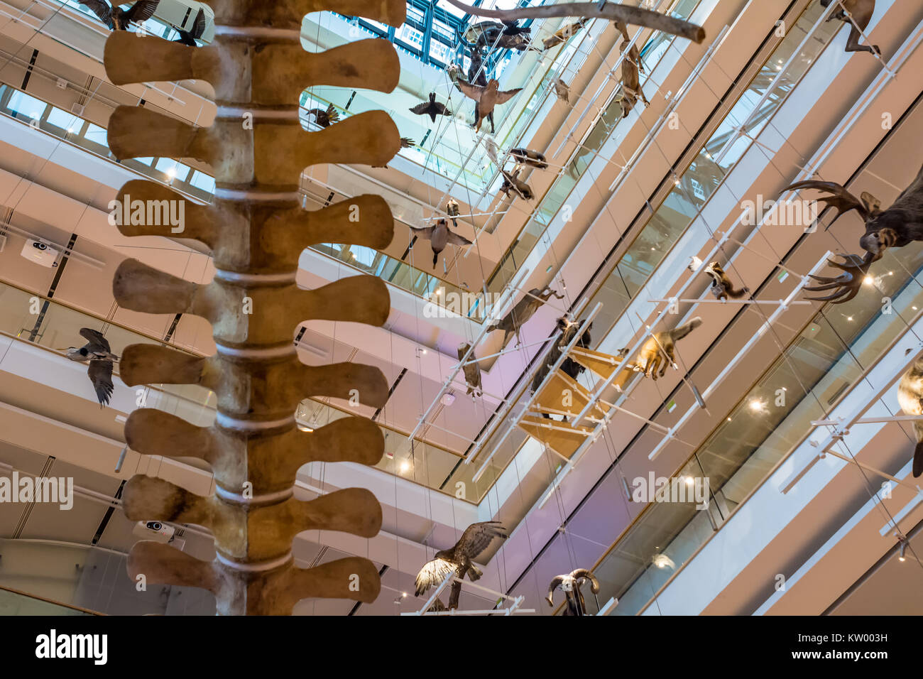 Muse - Science Museum - Trento in northern Italy - interior spaces of ...
