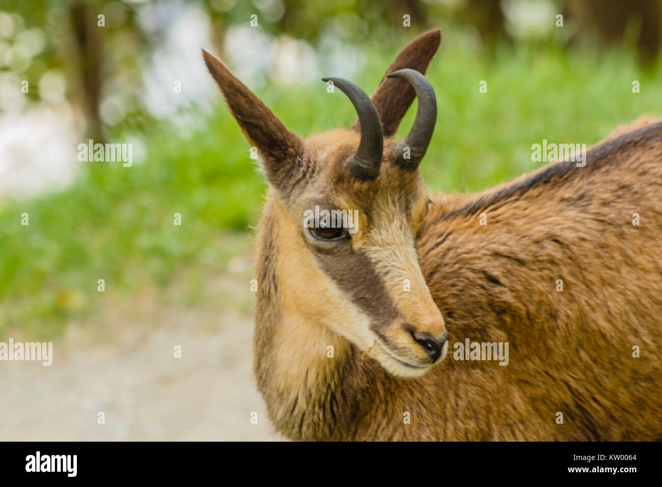 the muzzle of a suede with horns and the typical mask between the eye ...
