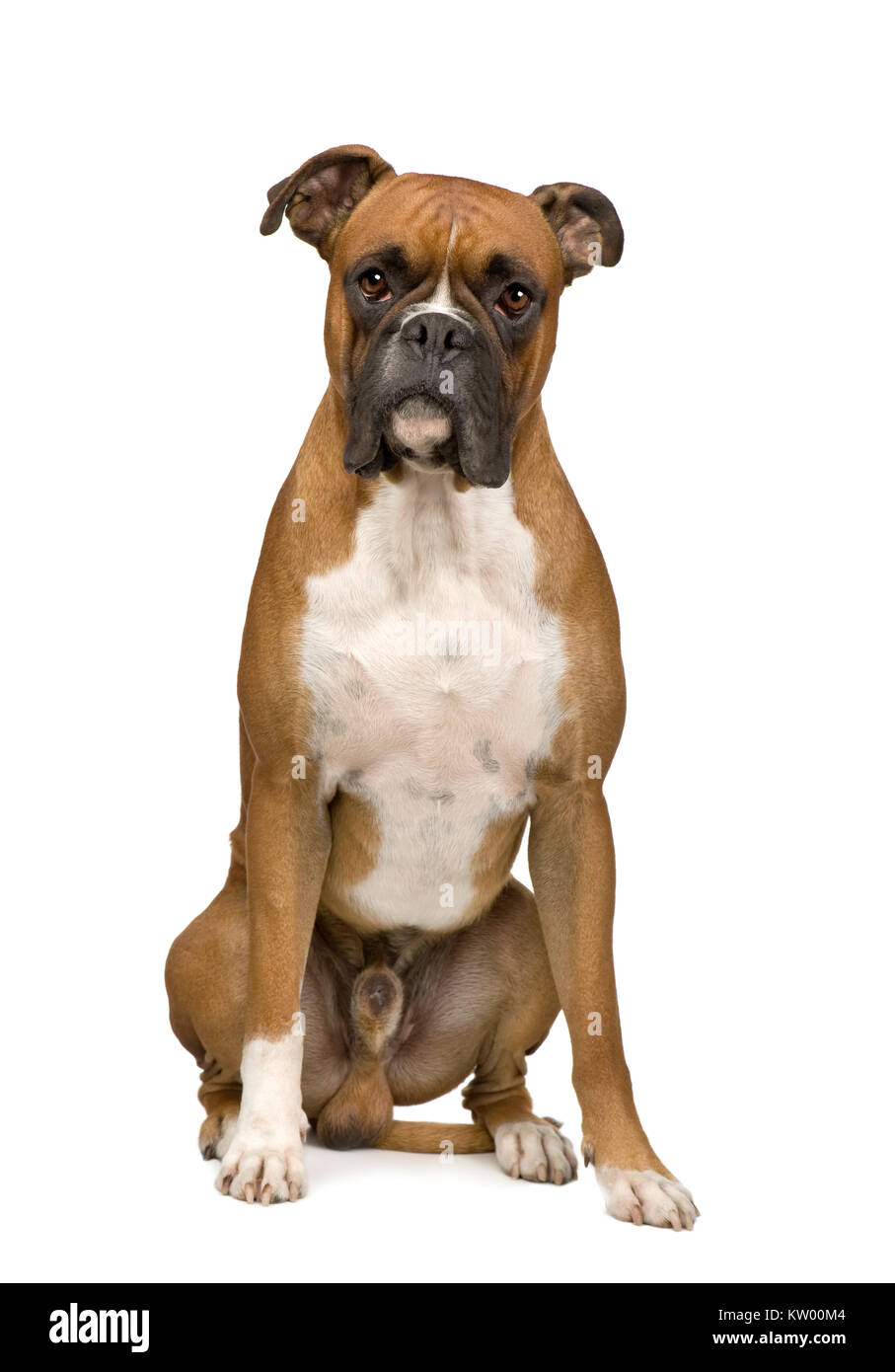 Boxer in front of a white background Stock Photo - Alamy
