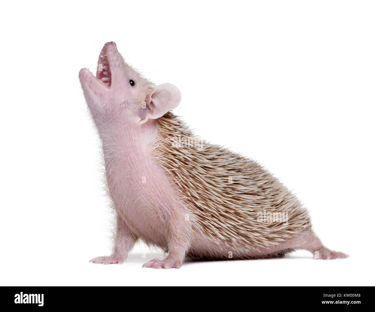 Side view of Lesser Hedgehog Tenrec with mouth open, Echinops telfairi ...