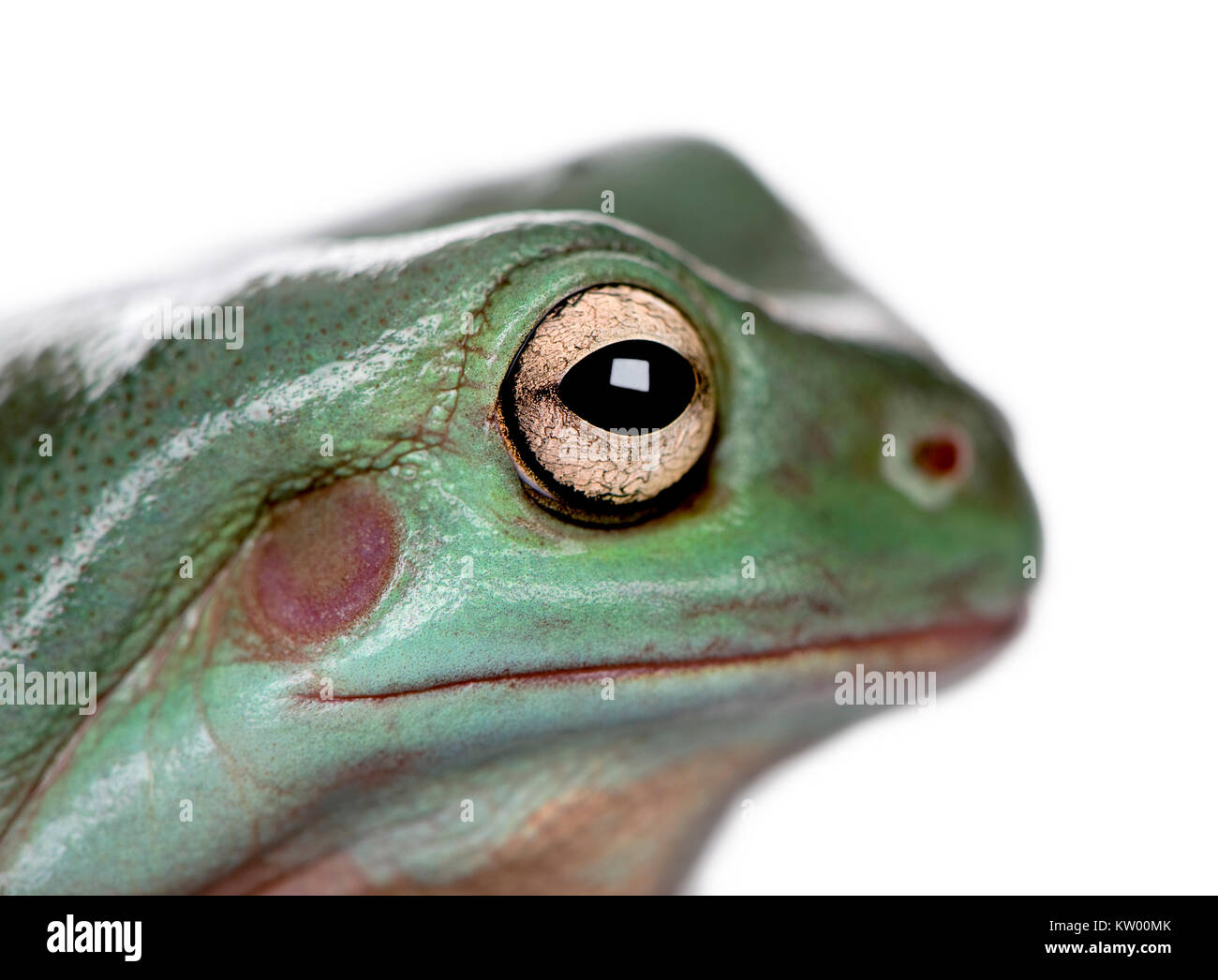 Australian green tree frog hi-res stock photography and images - Alamy
