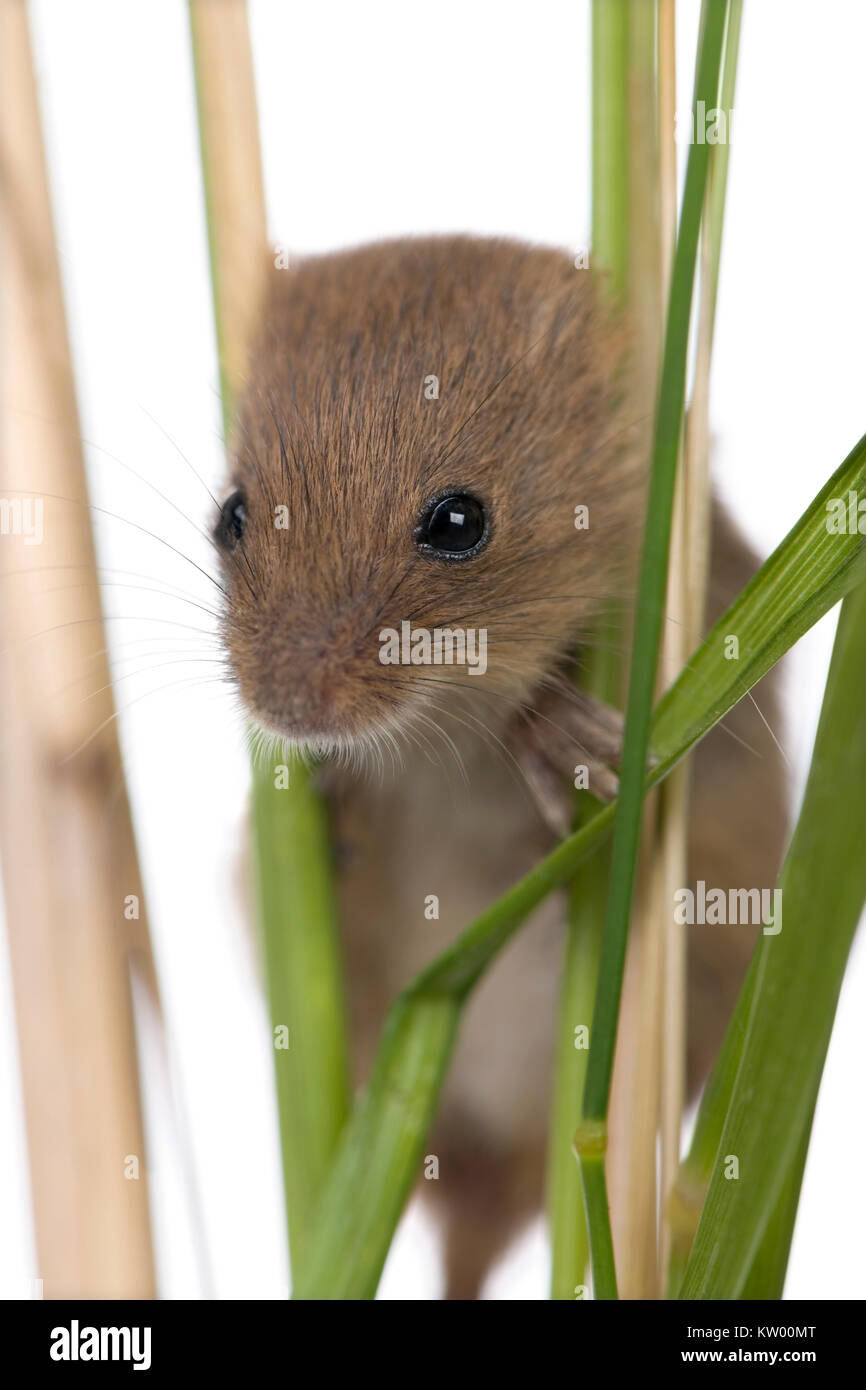 Close-up of harvest Mouse, Micromys minutus, climbing on blade of grass ...