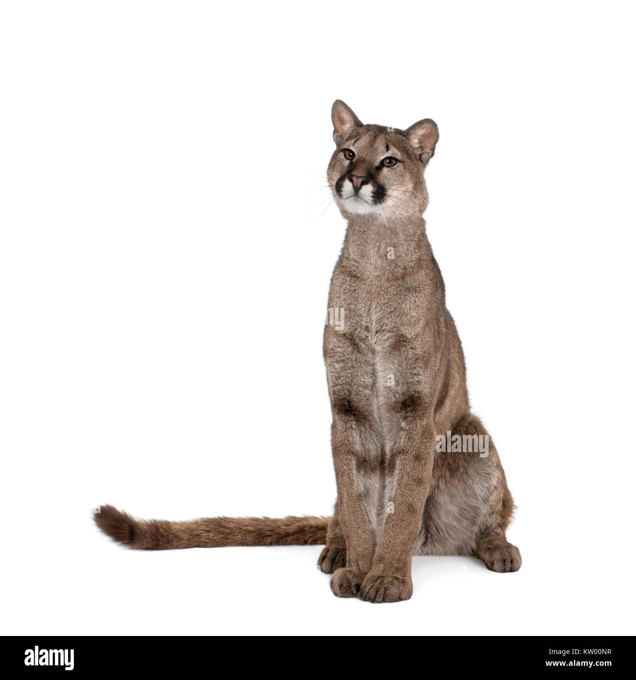 Portrait of Puma, Puma concolor, 1 year old, sitting against white ...
