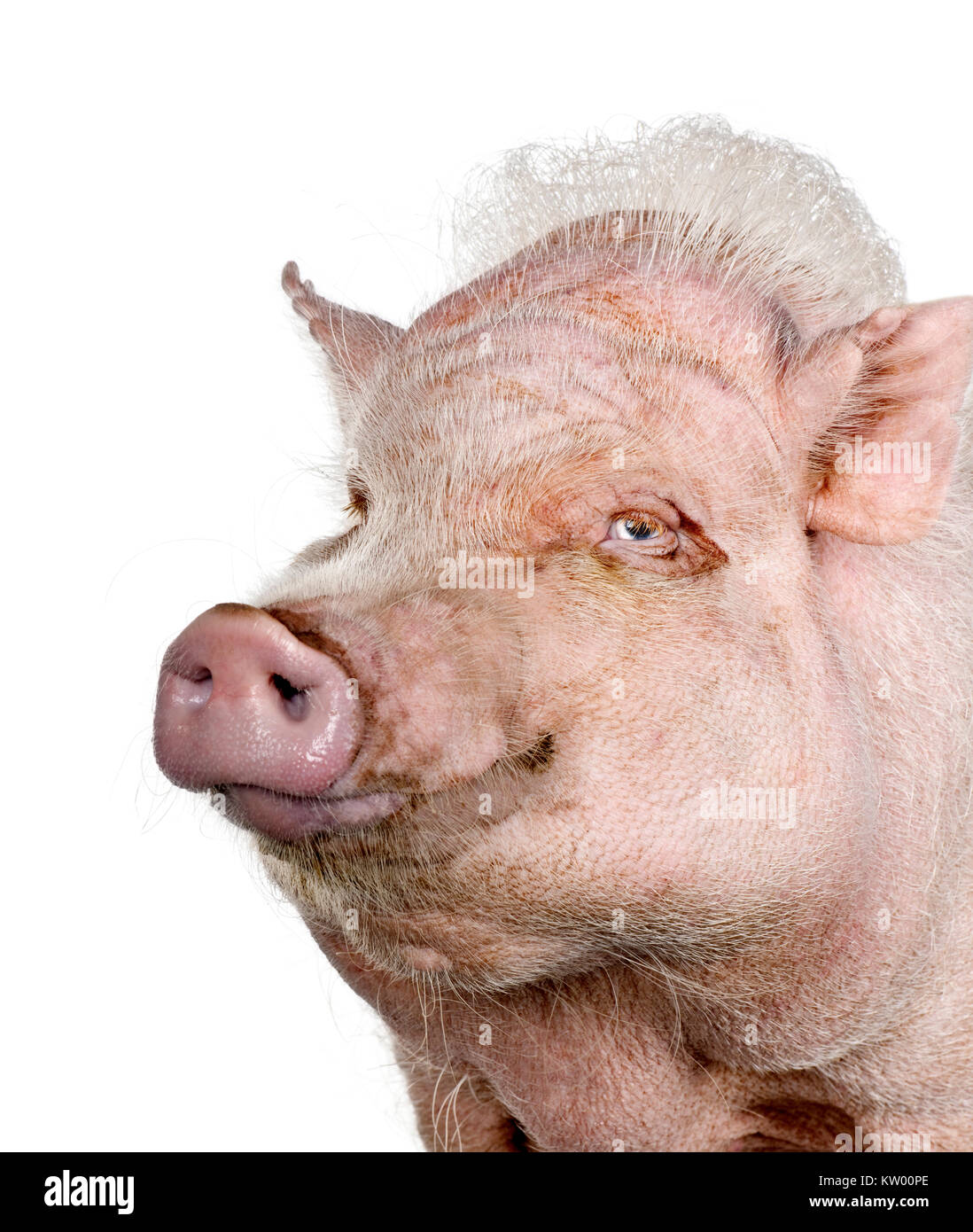 Portrait of Gottingen minipig standing against white background, studio ...