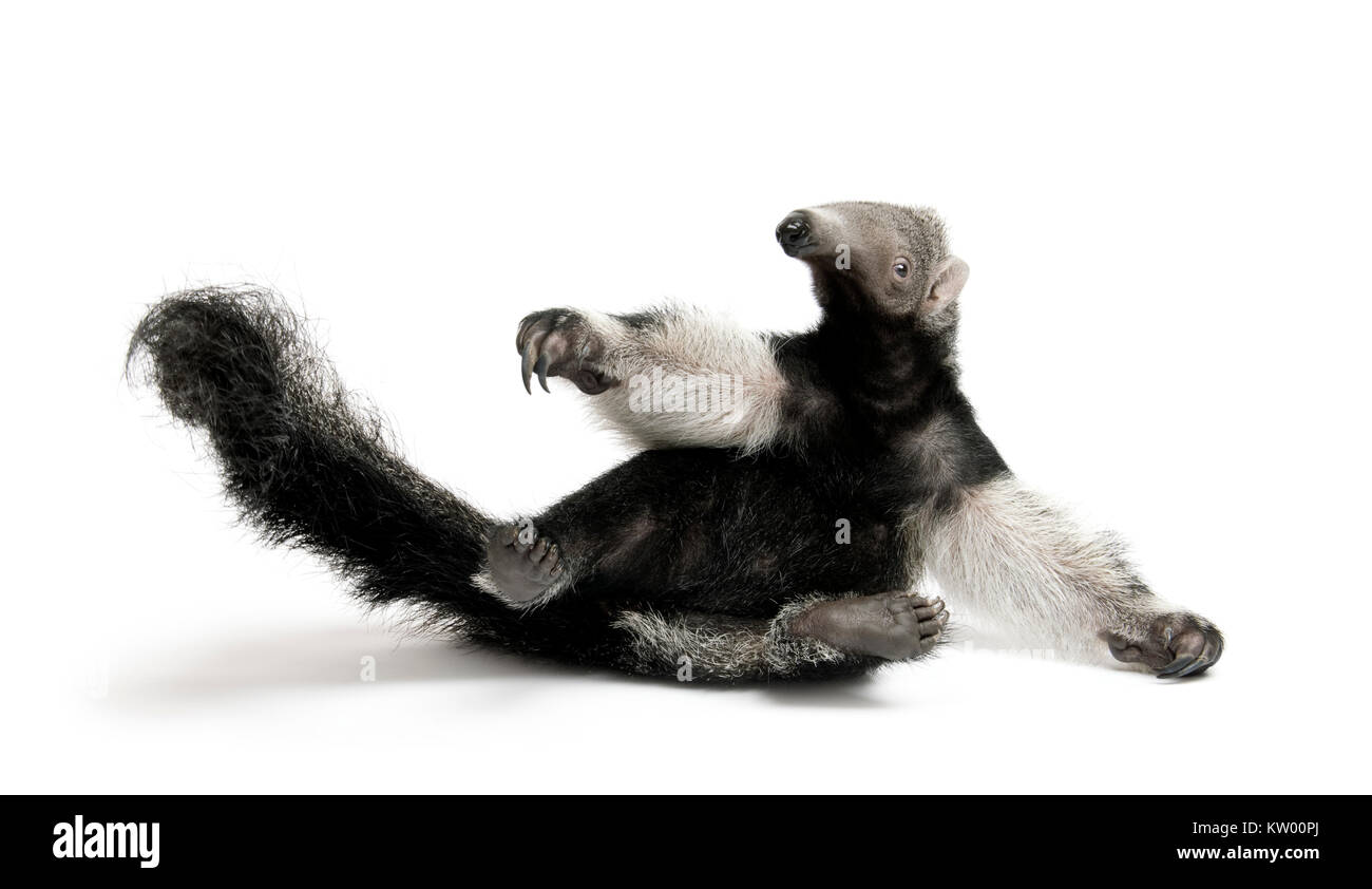 Young Giant Anteater, Myrmecophaga tridactyla, 3 months old, sitting in ...