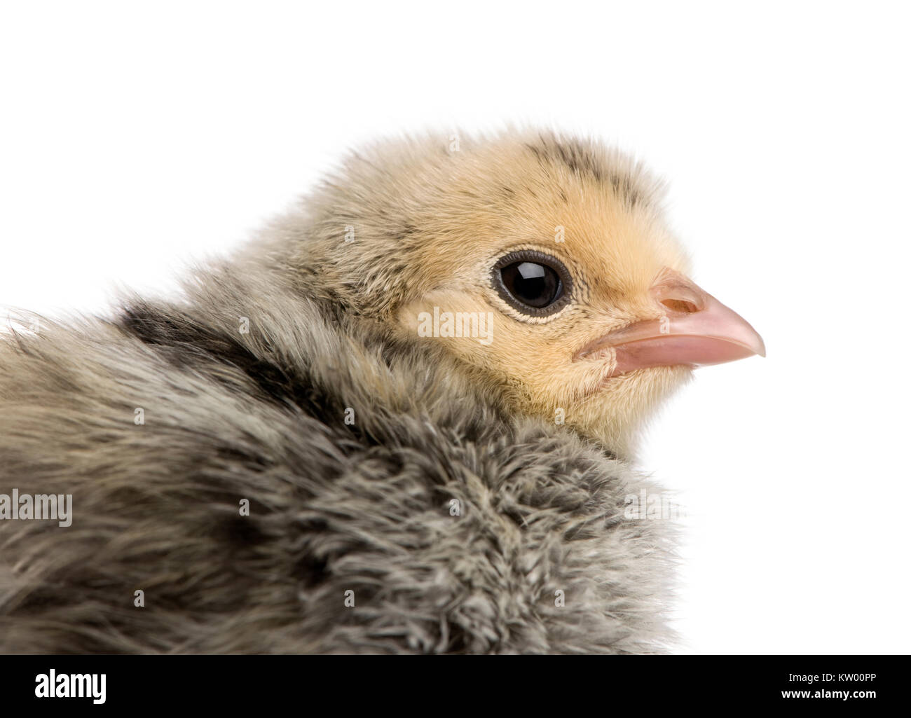 Chick, 2 days old, in front of white background, studio shot Stock ...