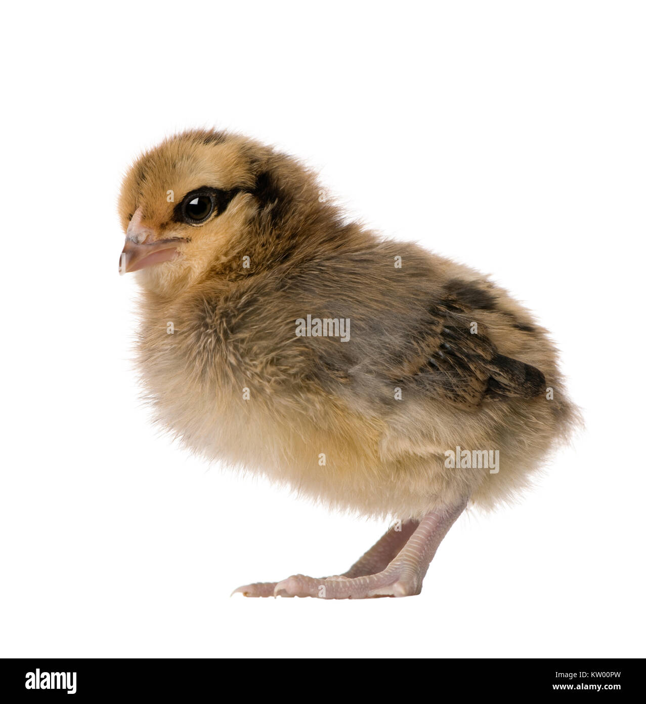 Baby chicken, 4 days old, in front of white background, studio shot ...