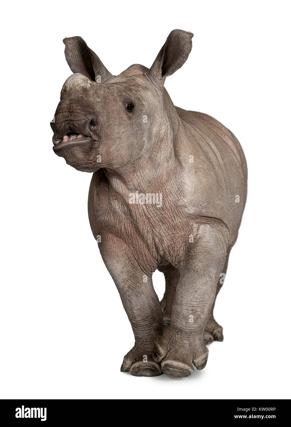 White rhino facing Cut Out Stock Images & Pictures - Alamy