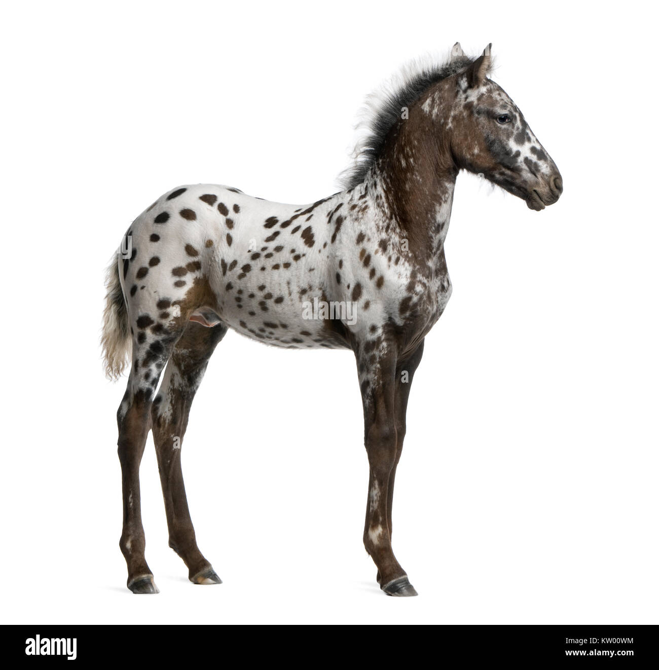 Appazon Foal, 3 months old, a crossbreed between Appaloosa and Friesian ...