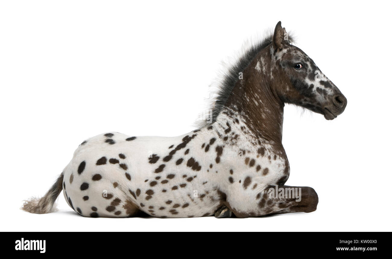 Appazon Foal, 3 months old, a crossbreed between Appaloosa and Friesian ...
