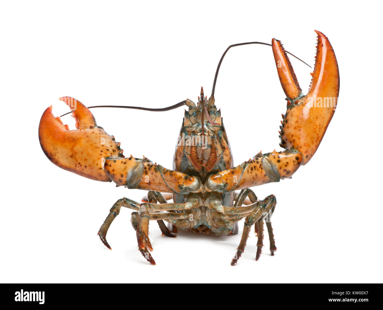 American lobster, Homarus americanus, in front of white background ...
