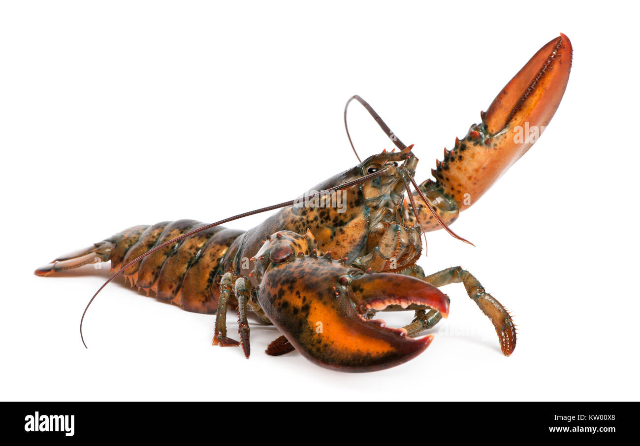 American lobster, Homarus americanus, in front of white background ...