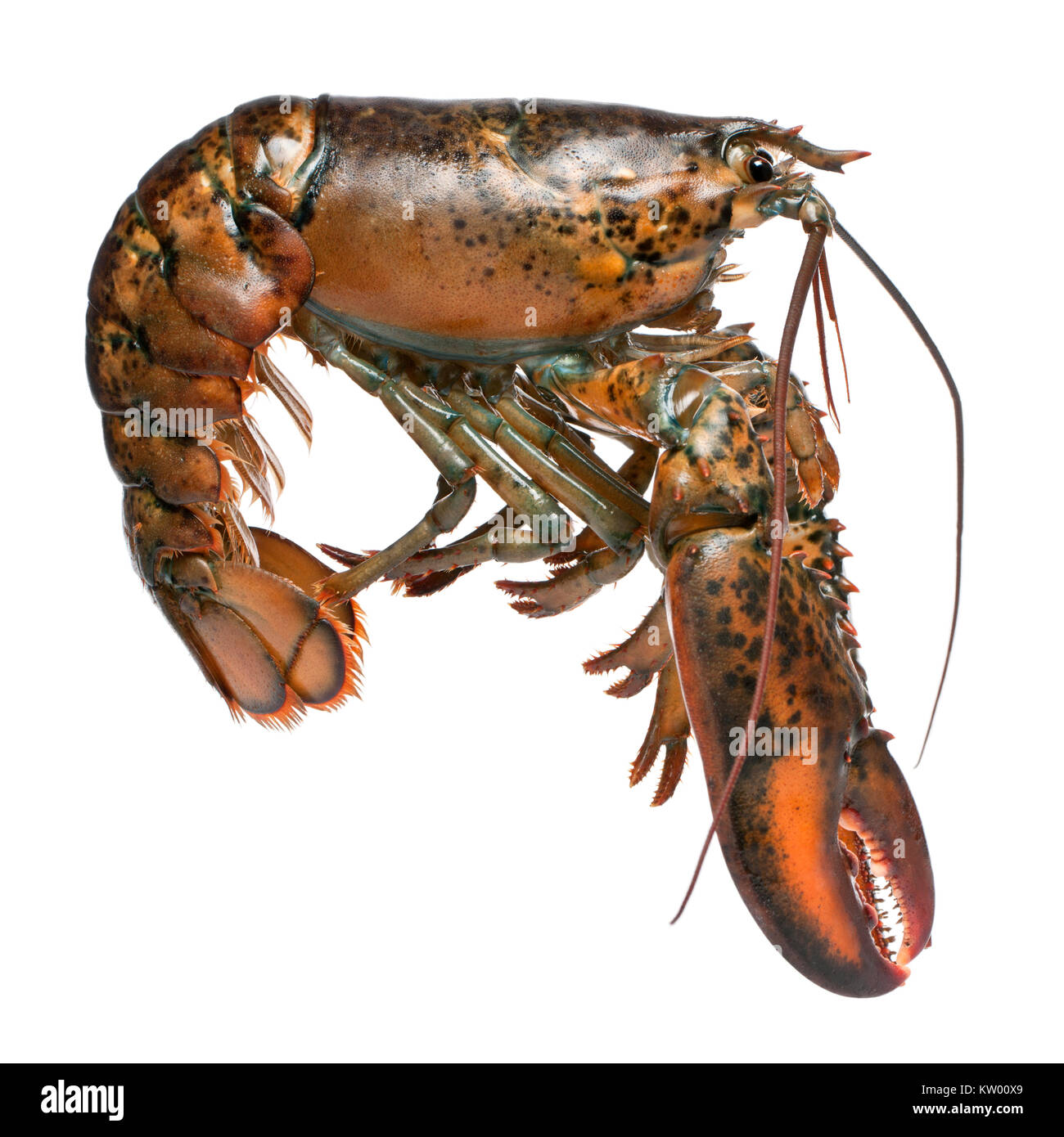 American lobster, Homarus americanus, in front of white background ...