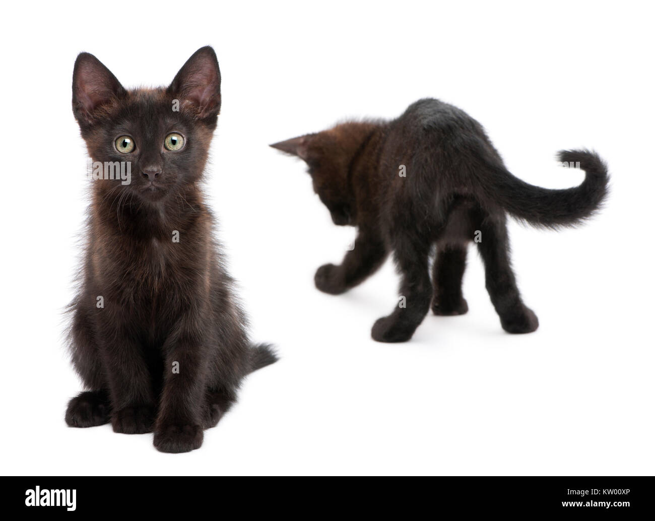 Two black kittens playing together in front of white background Stock ...
