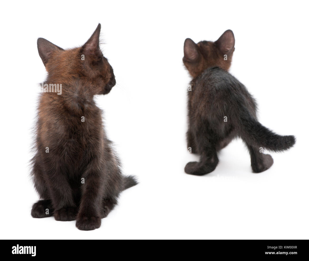 Two black kittens playing together in front of white background Stock ...