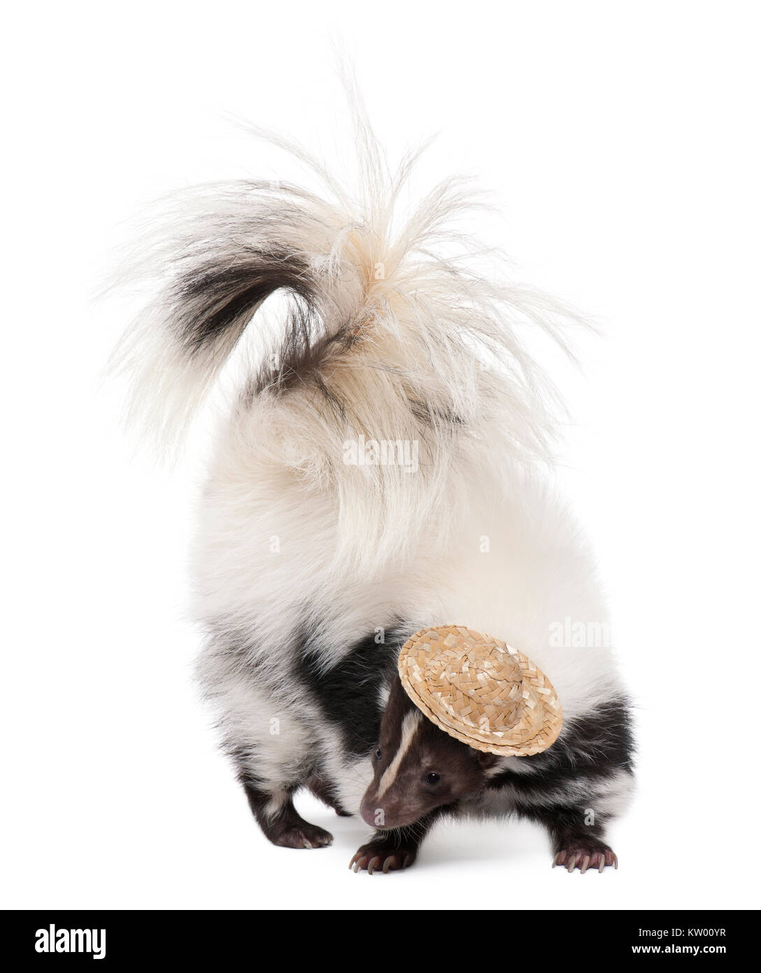 Striped Skunk wearing a hat - Mephitis Mephitis (5 years old Stock ...