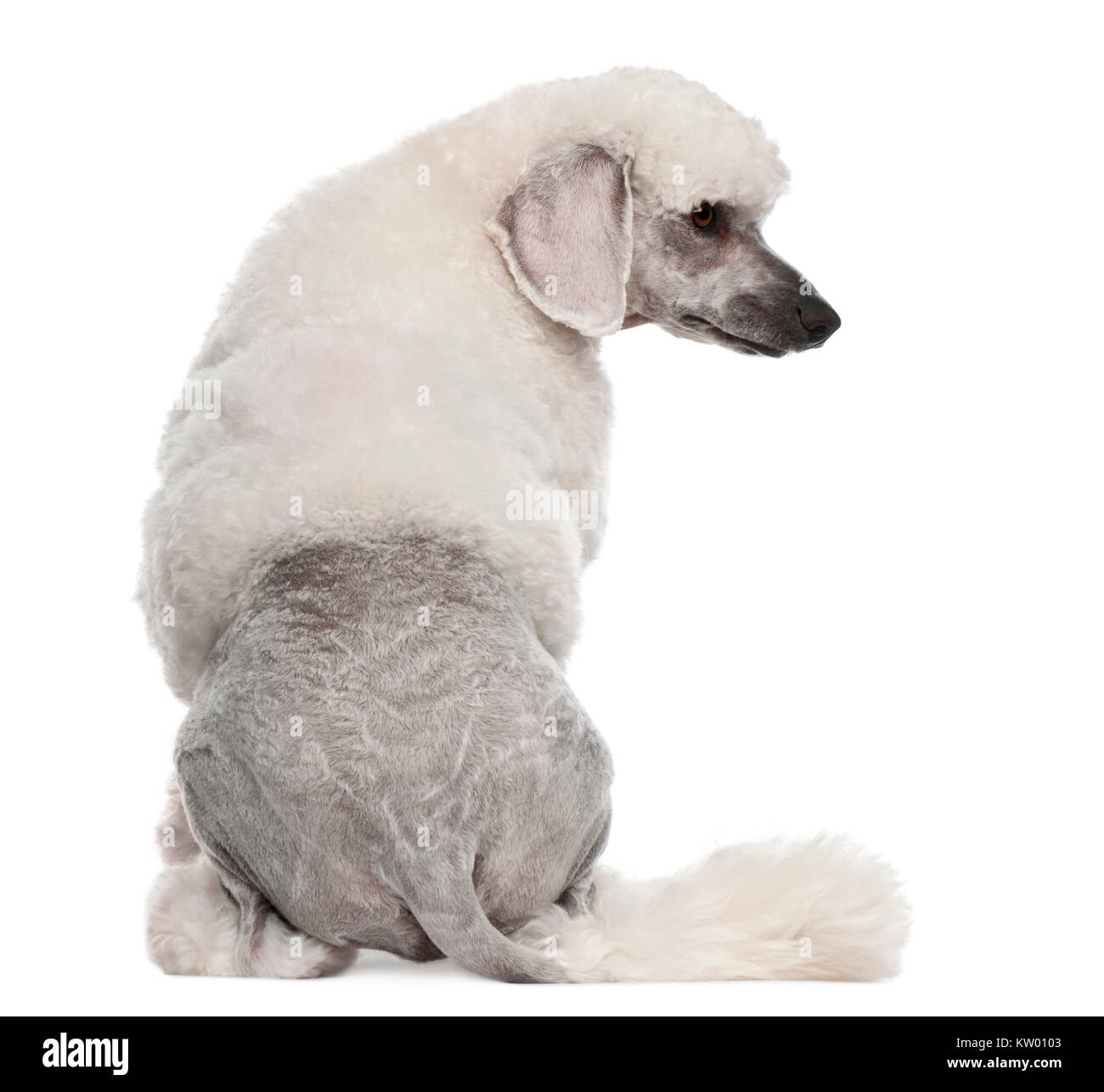 Rear view of Poodle, 1 year old, sitting in front of white background ...