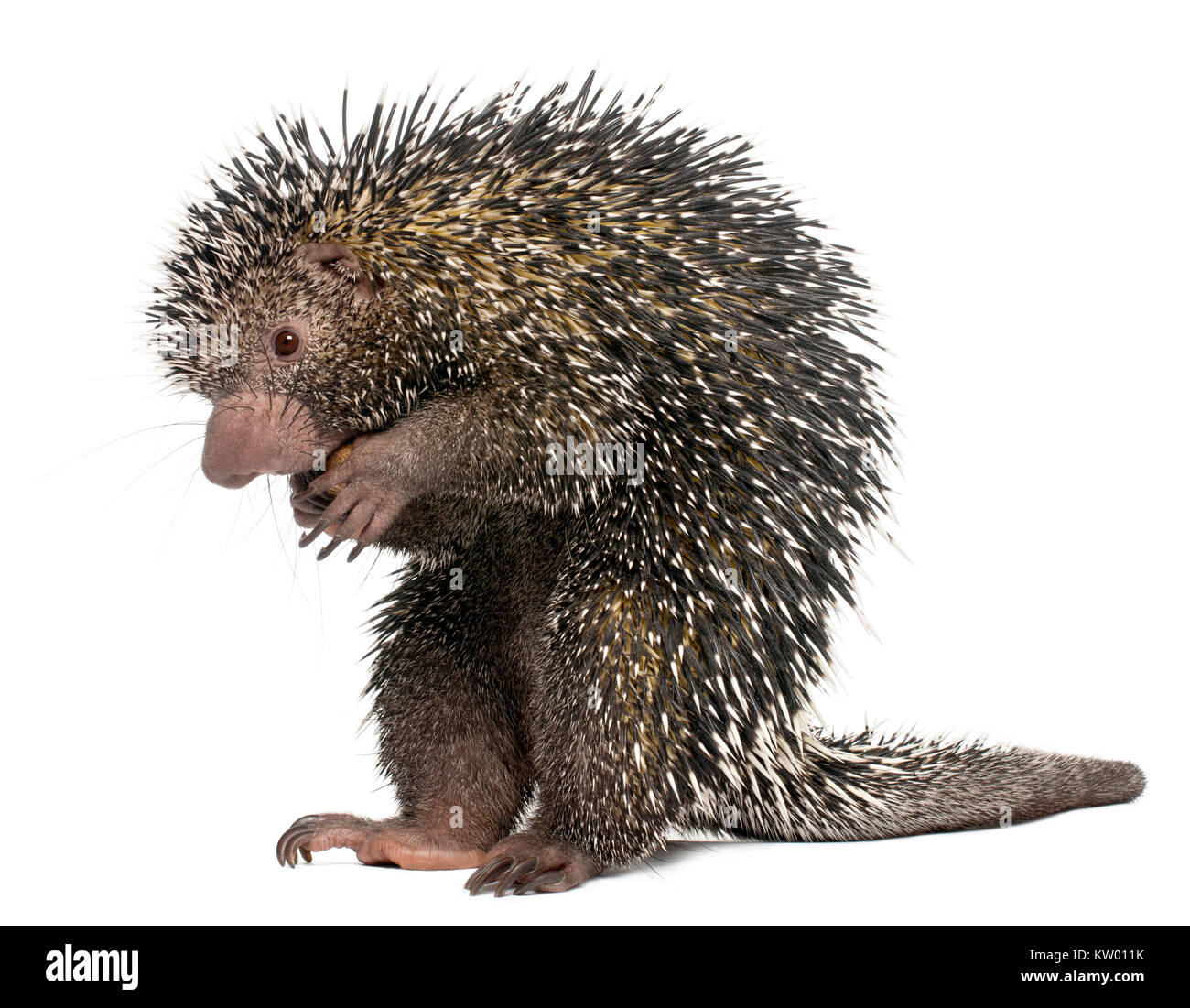 Coendou hi-res stock photography and images - Alamy