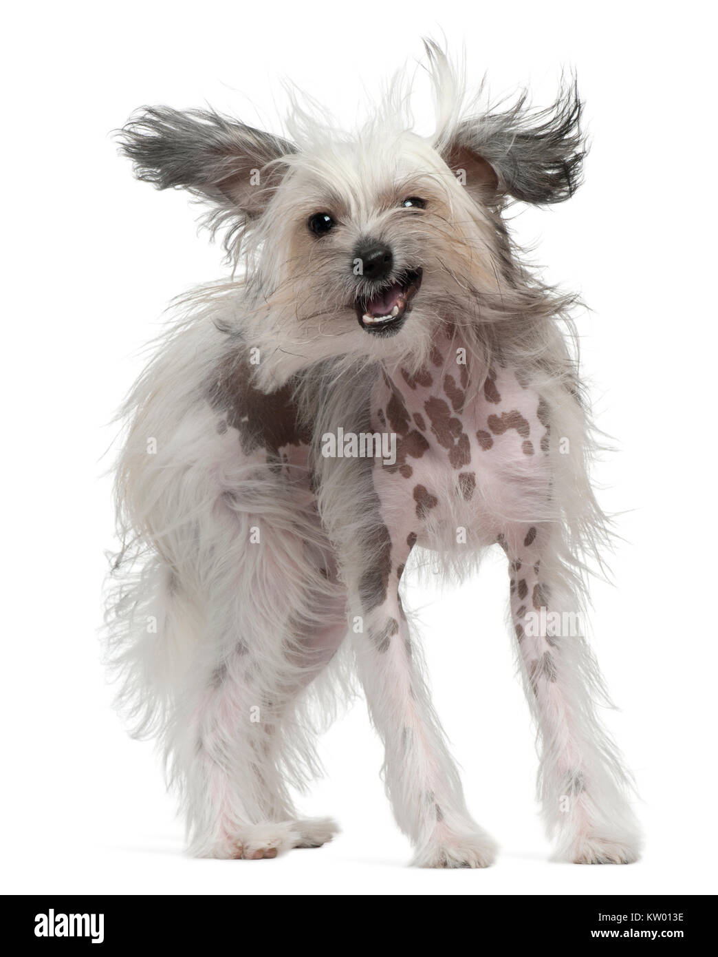 Chinese Crested Dog with windblown hair, 11 months old, standing in ...