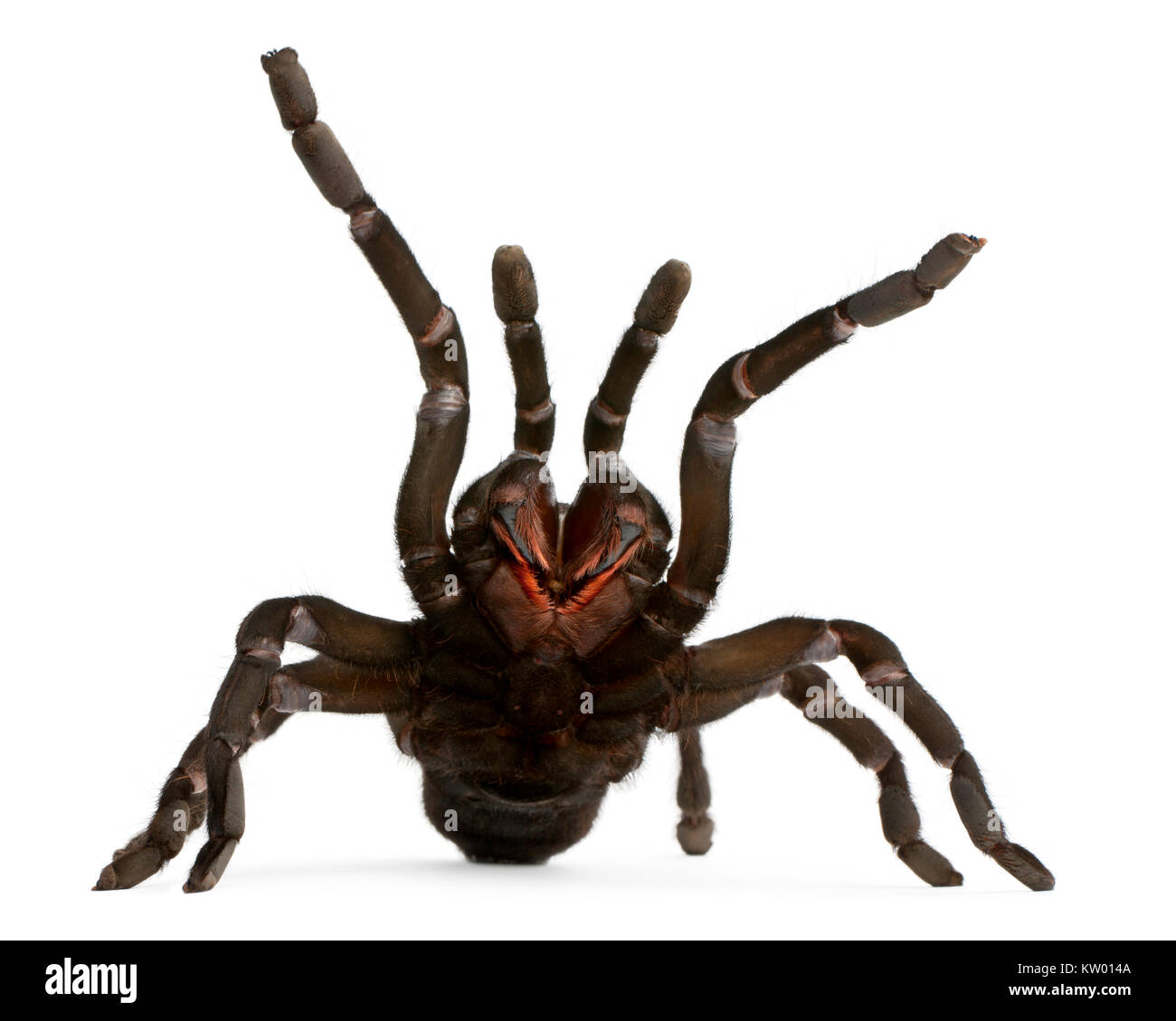 Tarantula spider attacking, Haplopelma Minax, in front of white ...