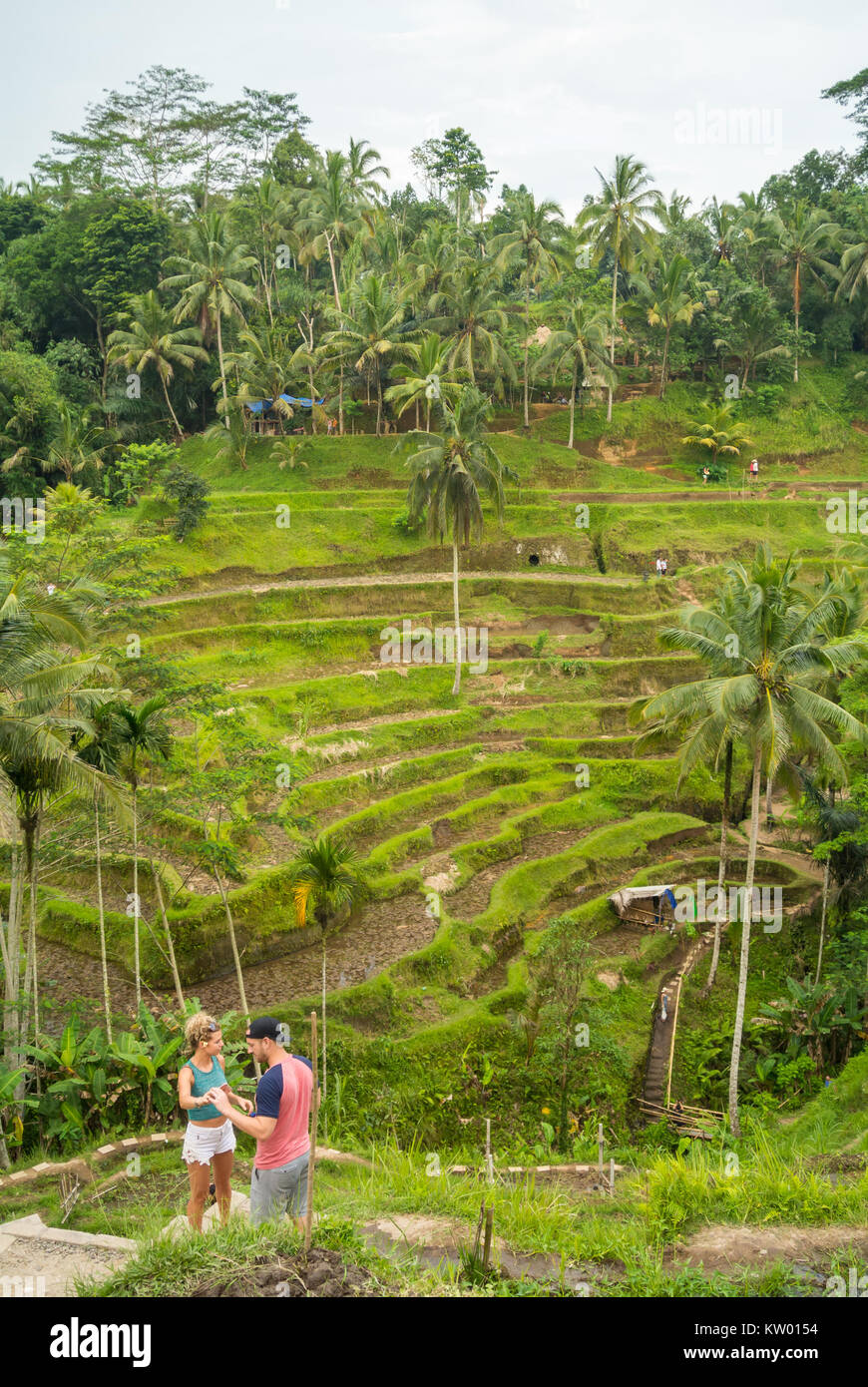 rice field Ubud Bali Indonesia Stock Photo - Alamy