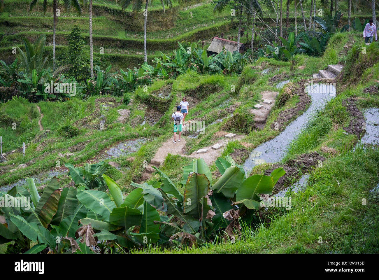 rice field Ubud Bali Indonesia Stock Photo - Alamy