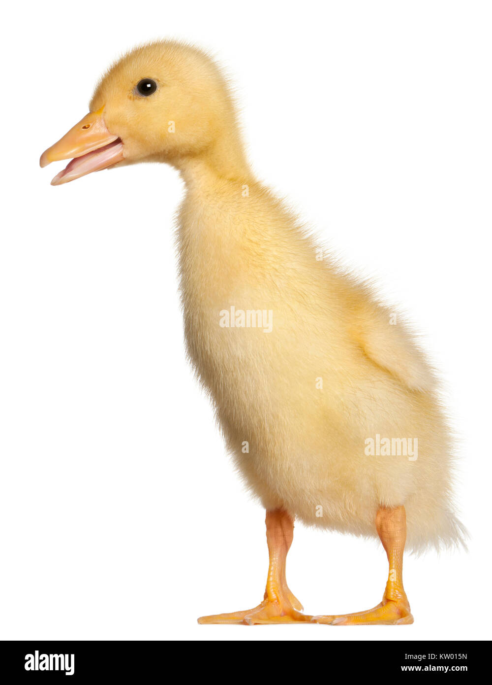 Duckling, 1 week old, standing in front of white background Stock Photo ...
