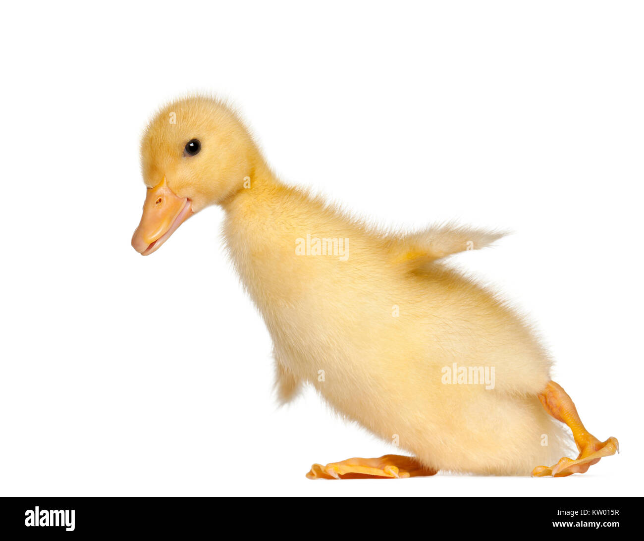 Duckling, 1 week old, in front of white background Stock Photo - Alamy