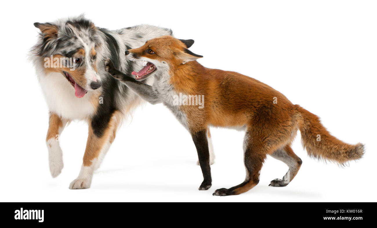 Fox shepherd hi-res stock photography and images - Alamy