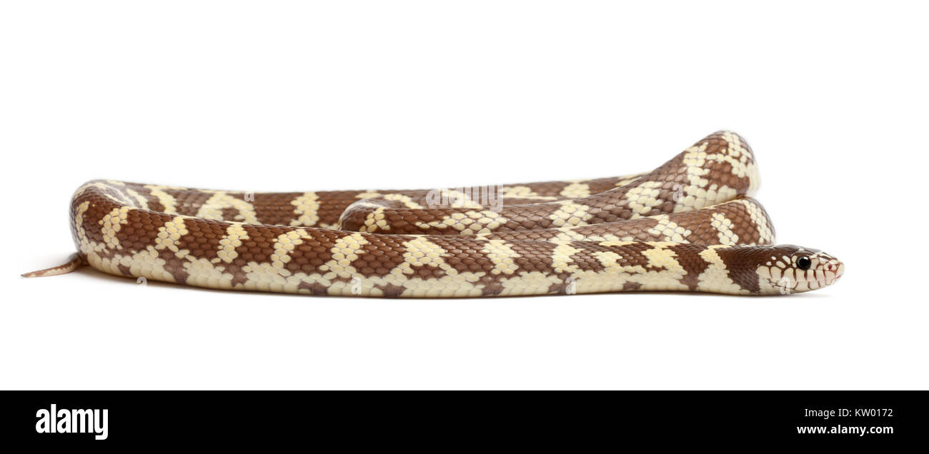 Banana eastern kingsnake or common kingsnake, Lampropeltis getula ...