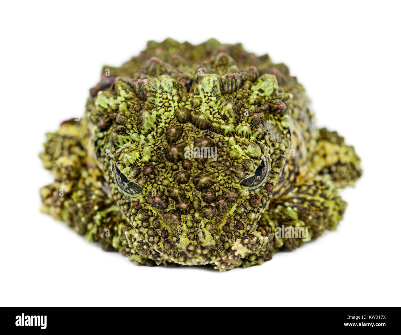 Mossy Frog, Theloderma corticale, also known as a Vietnamese Mossy Frog ...