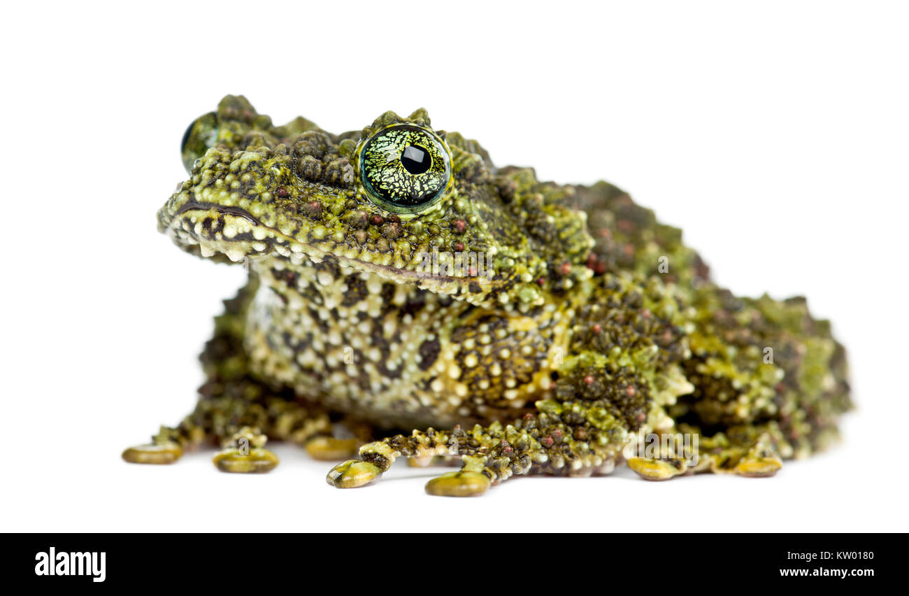 Mossy Frog, Theloderma corticale, also known as a Vietnamese Mossy Frog ...
