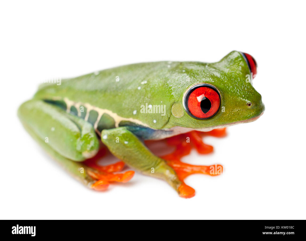 Red-eyed Treefrog, Agalychnis callidryas, against white background ...