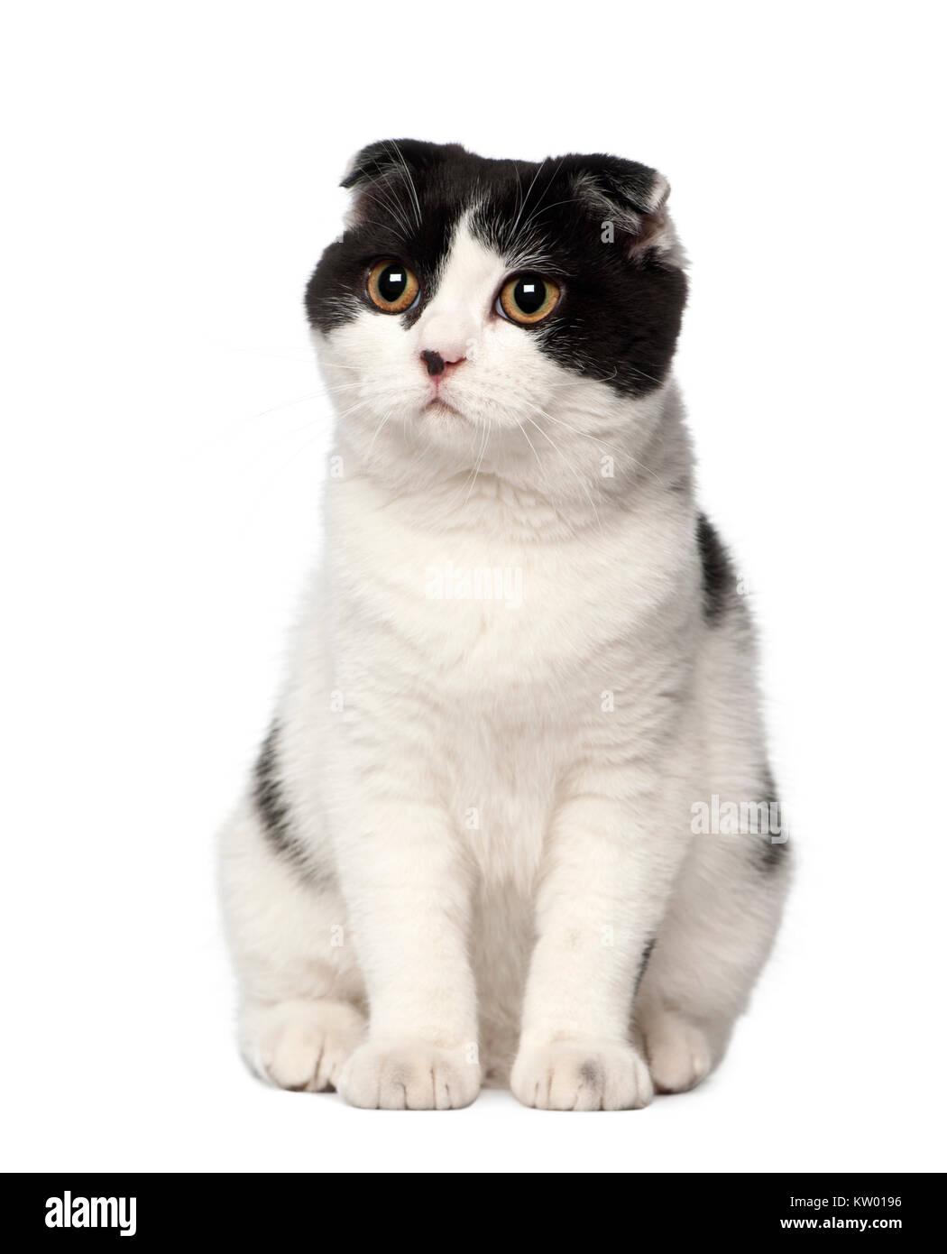 Old scottish fold cat Cut Out Stock Images & Pictures - Alamy