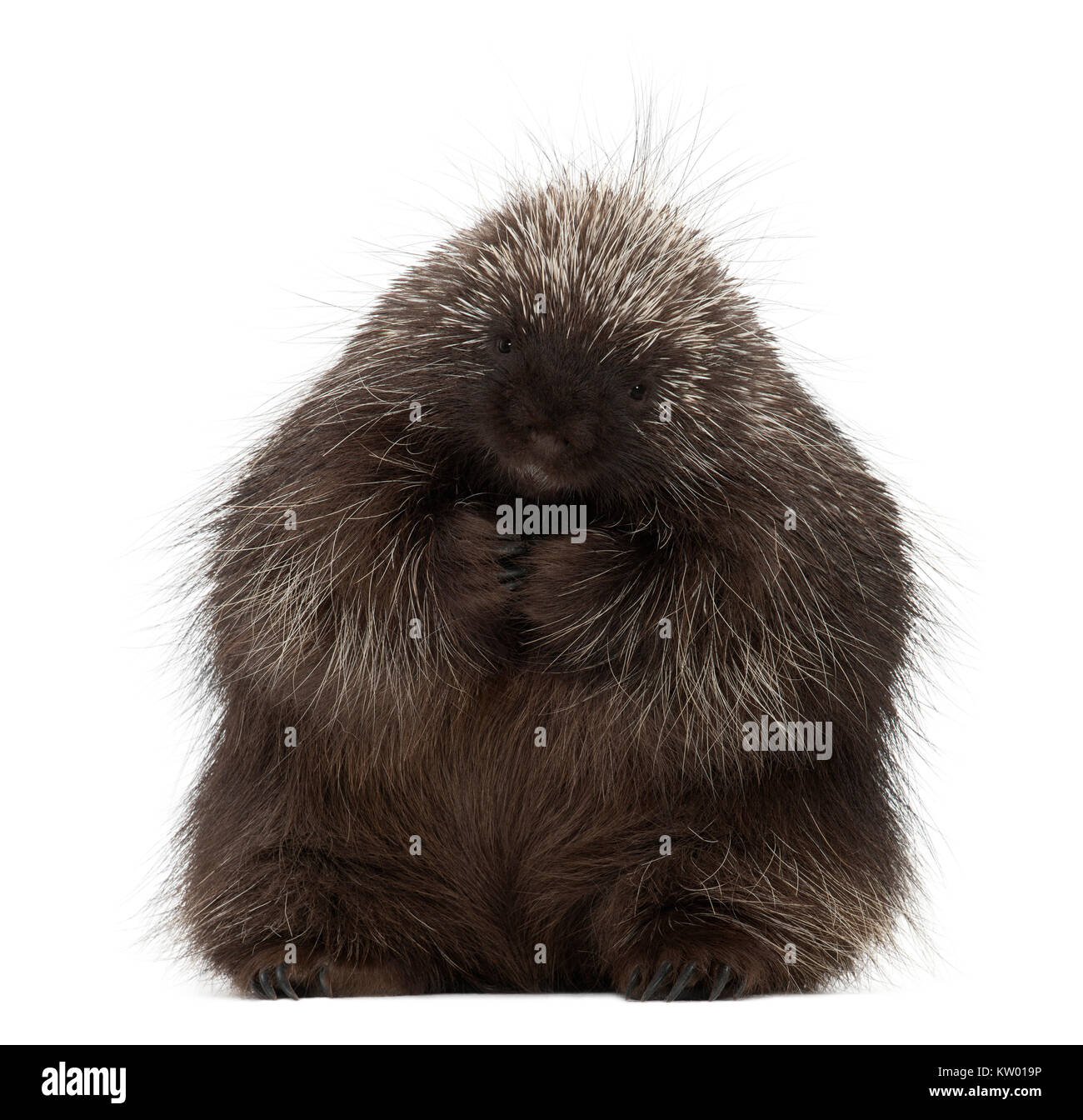North American Porcupine sitting, Erethizon dorsatum, also known as ...
