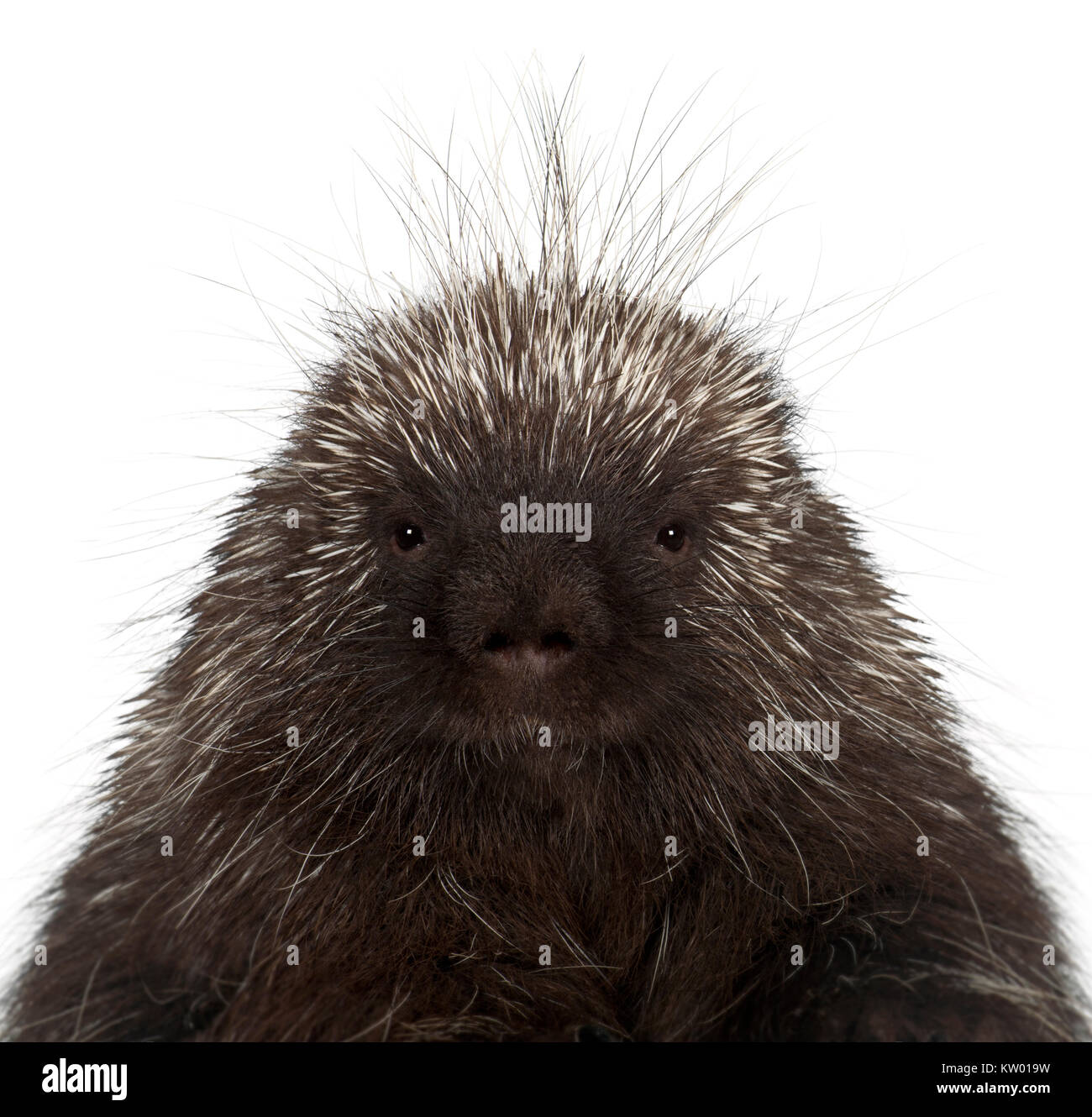 Portrait of North American Porcupine, Erethizon dorsatum, also known as ...