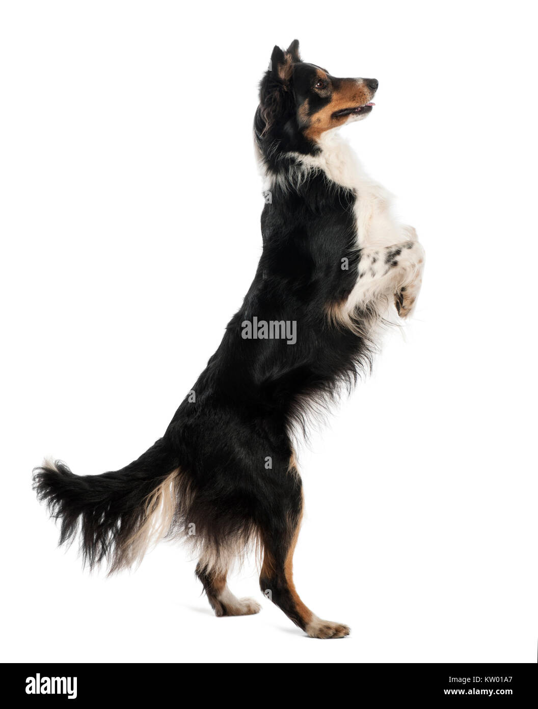 Border Collie standing on hind legs against white background Stock ...